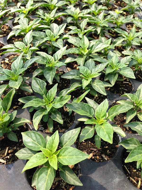 Aga Plug ต้นกล้าเอกะ - aga-agro