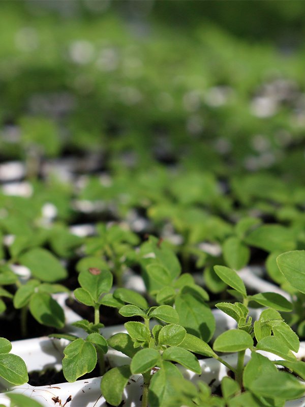 Aga Plug ต้นกล้าเอกะ - aga-agro