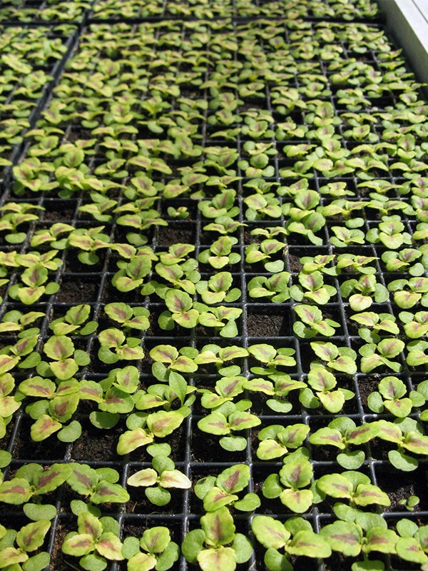 Aga Plug ต้นกล้าเอกะ - aga-agro