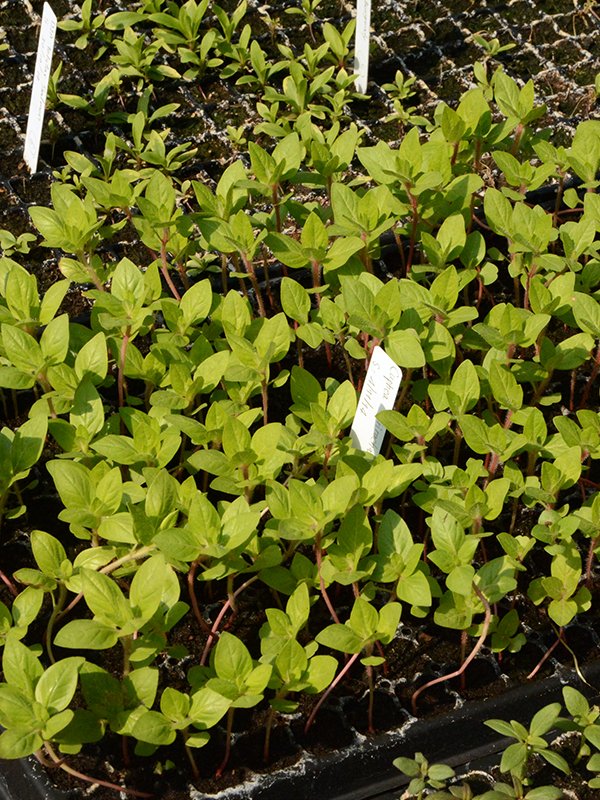 Aga Plug ต้นกล้าเอกะ - aga-agro