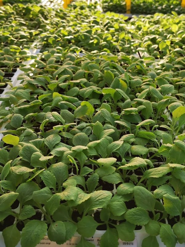 Aga Plug ต้นกล้าเอกะ - aga-agro