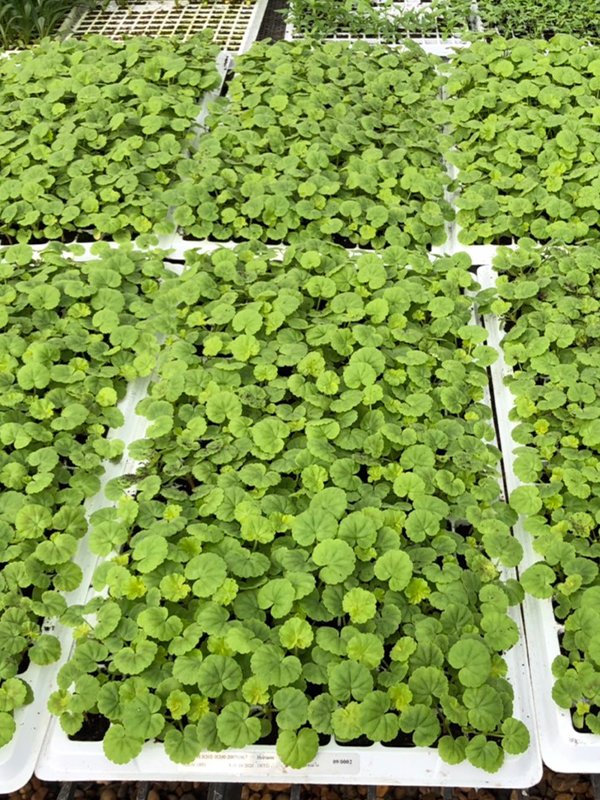 Aga Plug ต้นกล้าเอกะ - aga-agro