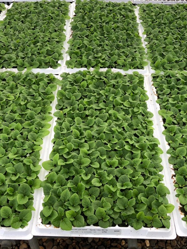 Aga Plug ต้นกล้าเอกะ - aga-agro