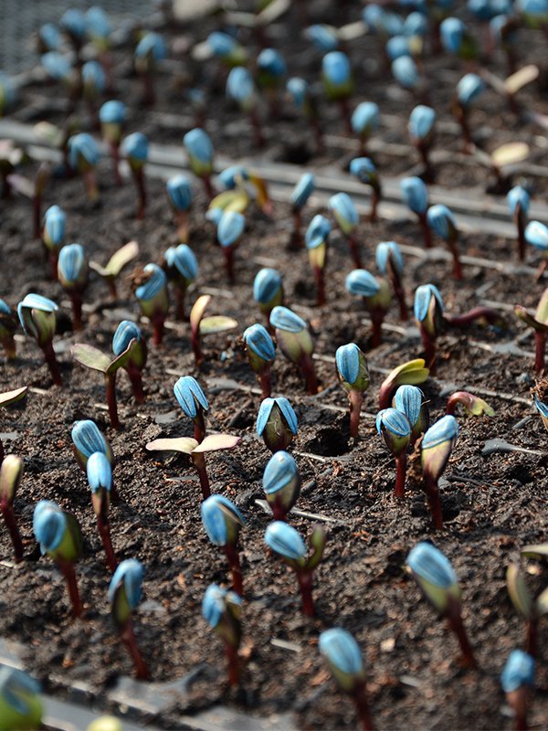 Aga Plug ต้นกล้าเอกะ - aga-agro