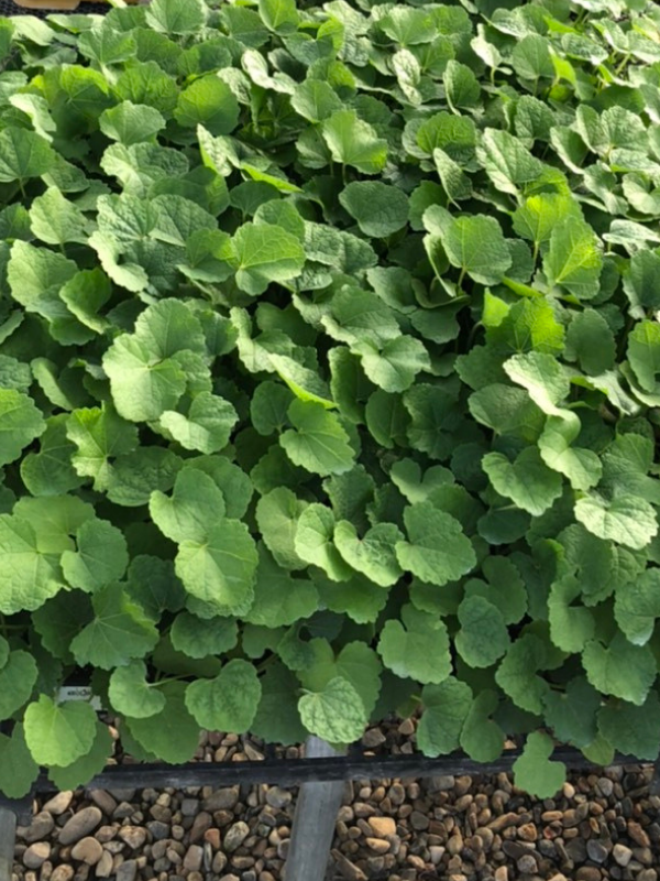 Aga Plug ต้นกล้าเอกะ - aga-agro