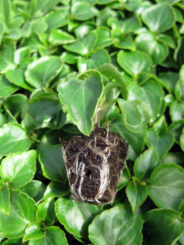 Aga Plug ต้นกล้าเอกะ - aga-agro