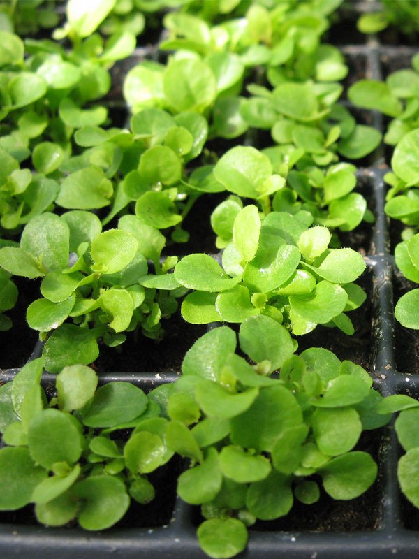 Aga Plug ต้นกล้าเอกะ - aga-agro