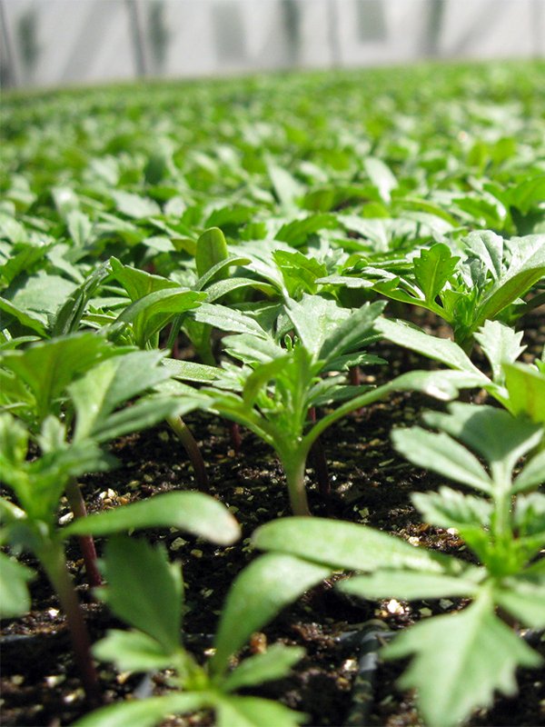 Aga Plug ต้นกล้าเอกะ - aga-agro