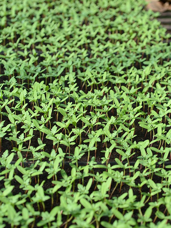 Aga Plug ต้นกล้าเอกะ - aga-agro