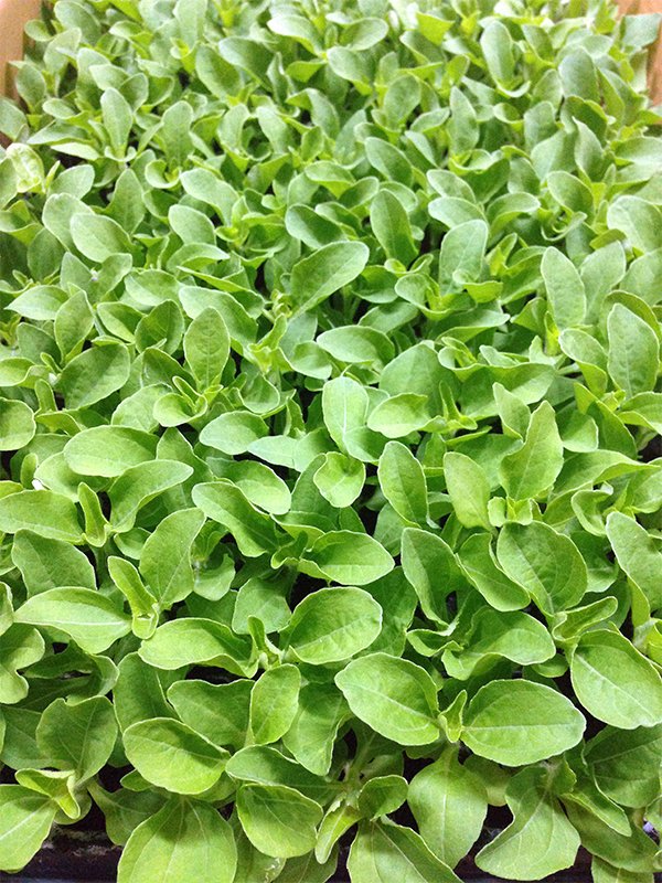 Aga Plug ต้นกล้าเอกะ - aga-agro