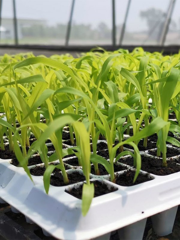 Aga Plug ต้นกล้าเอกะ - aga-agro