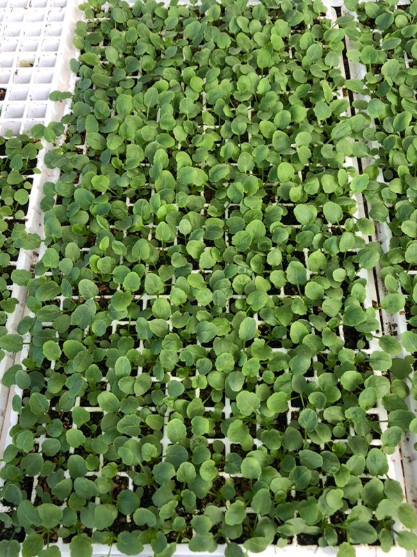 Aga Plug ต้นกล้าเอกะ - aga-agro