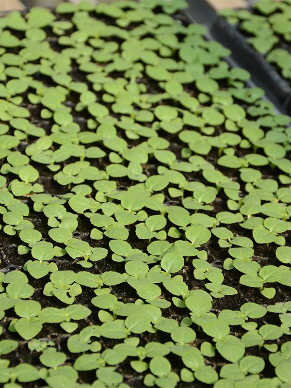 Aga Plug ต้นกล้าเอกะ - aga-agro