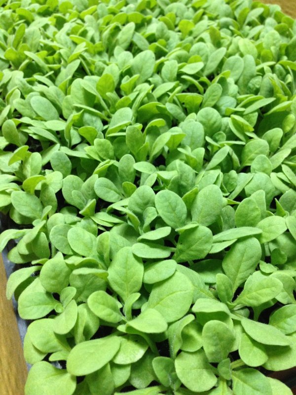 Aga Plug ต้นกล้าเอกะ - aga-agro