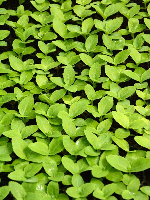 Aga Plug ต้นกล้าเอกะ - aga-agro