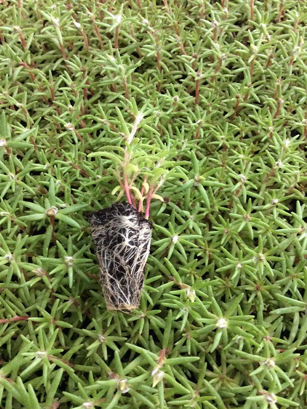 Aga Plug ต้นกล้าเอกะ - aga-agro