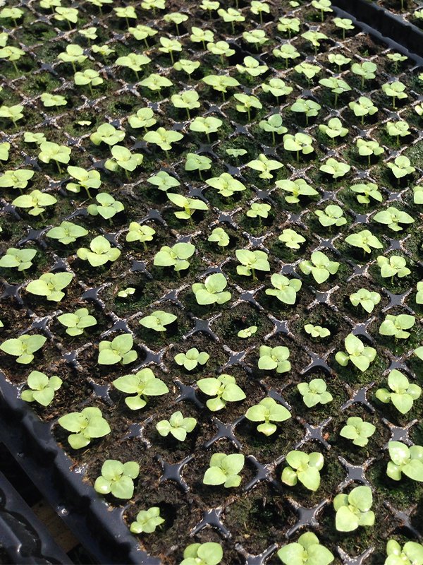 Aga Plug ต้นกล้าเอกะ - aga-agro