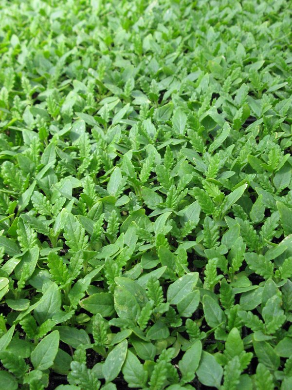 Aga Plug ต้นกล้าเอกะ - aga-agro