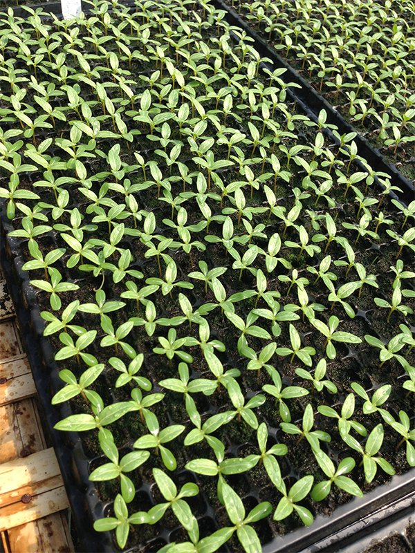 Aga Plug ต้นกล้าเอกะ - aga-agro