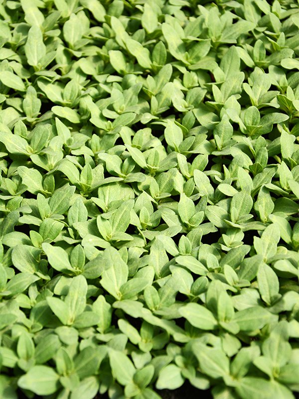 Aga Plug ต้นกล้าเอกะ - aga-agro