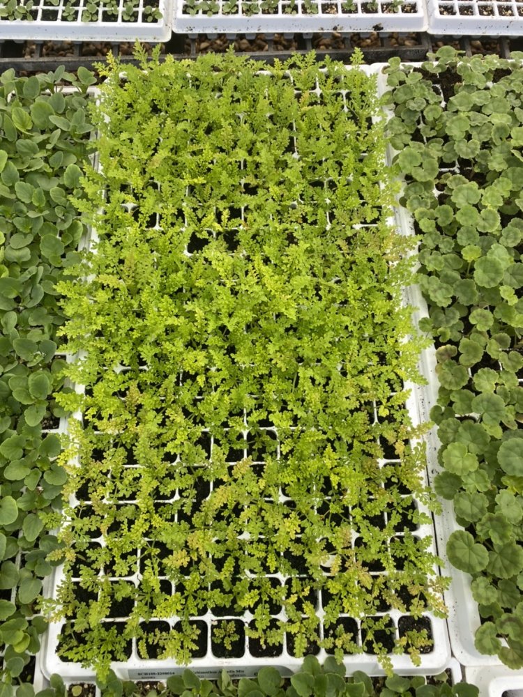 Aga Plug ต้นกล้าเอกะ - aga-agro