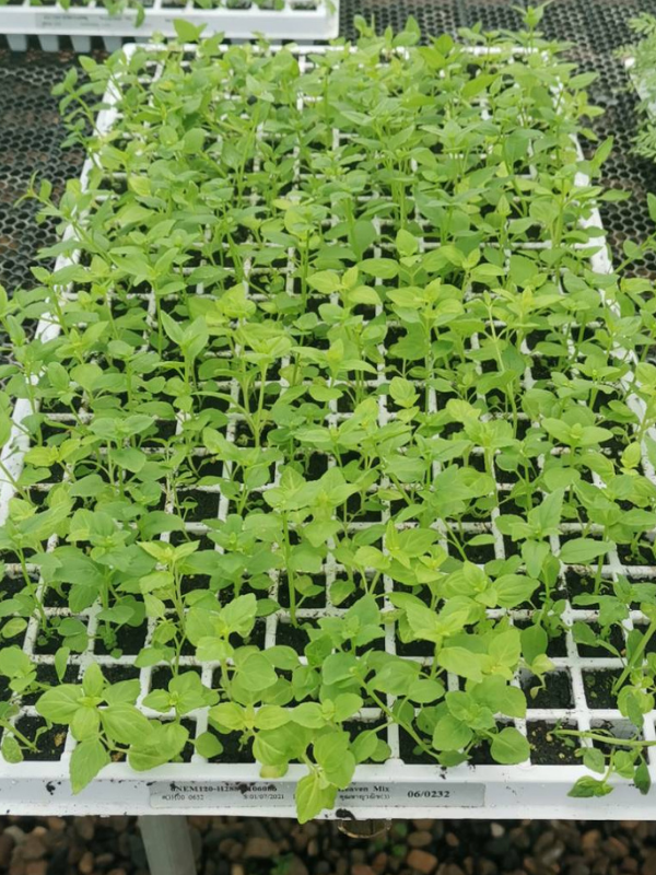 Aga Plug ต้นกล้าเอกะ - aga-agro