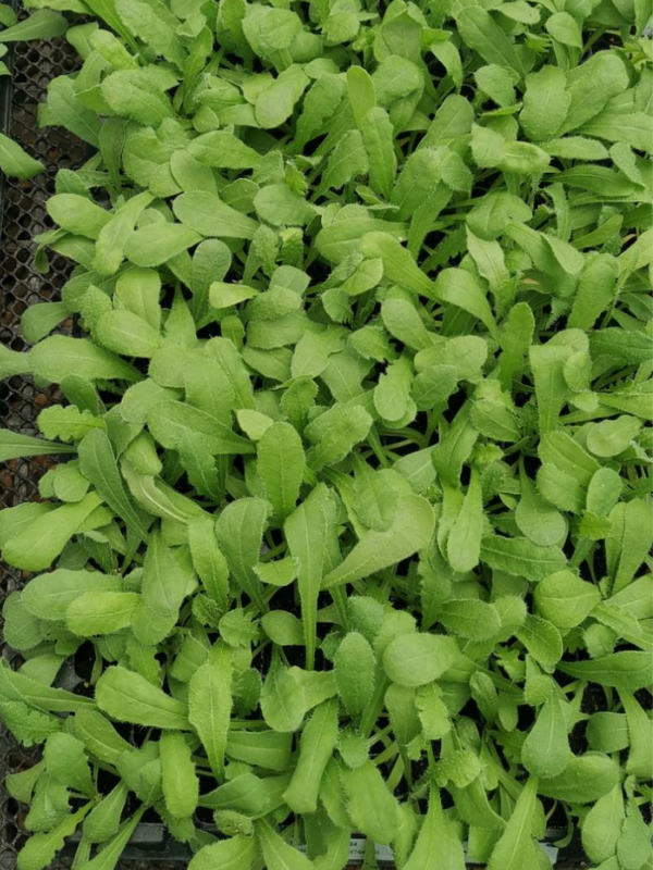 Aga Plug ต้นกล้าเอกะ - aga-agro