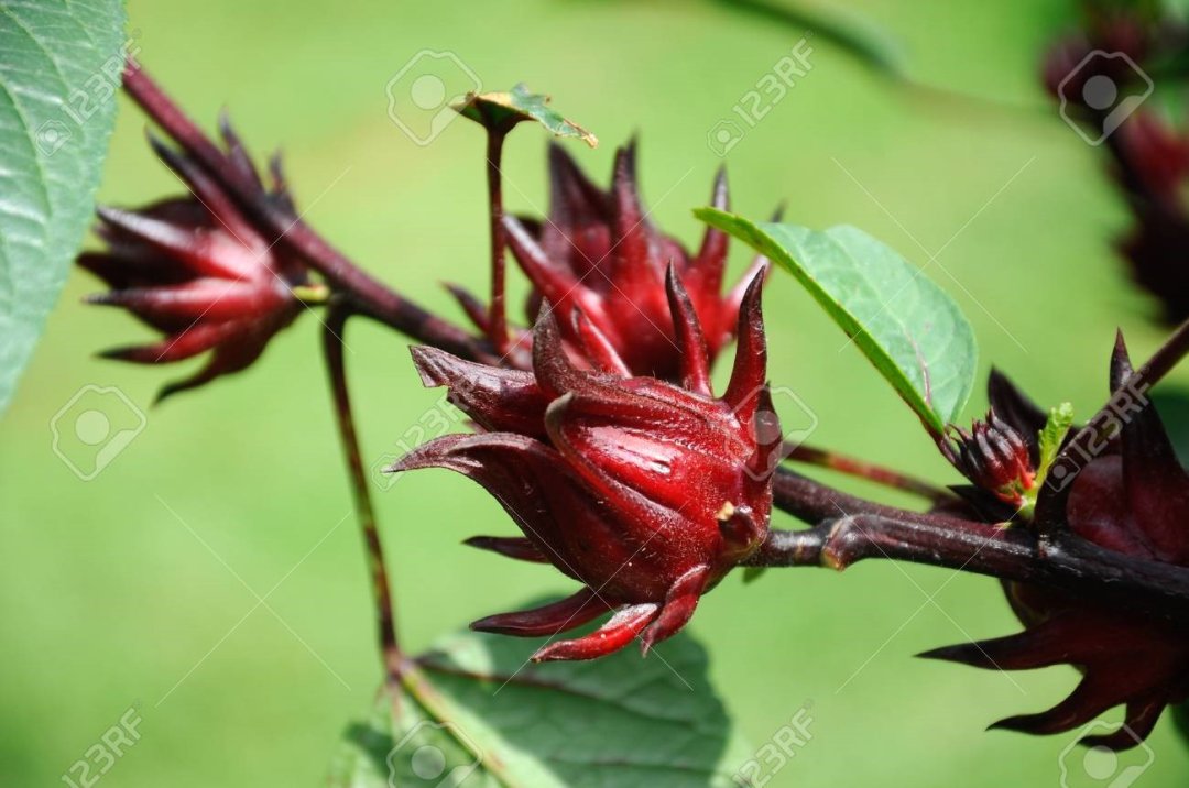 Best Harvesting Thai RED ROSELLE HIBISCUS