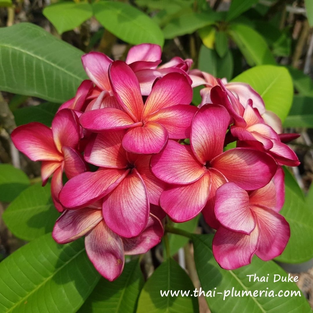 Thai-Plumeria, World of Plumeria and Adenium