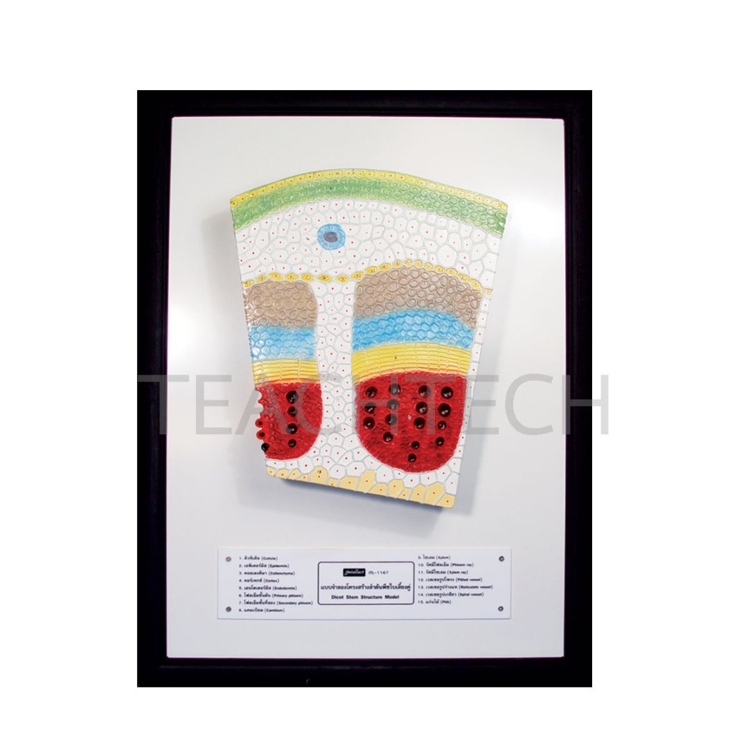 แบบจำลองและหุ่นจำลอง - Teachtech.co.th