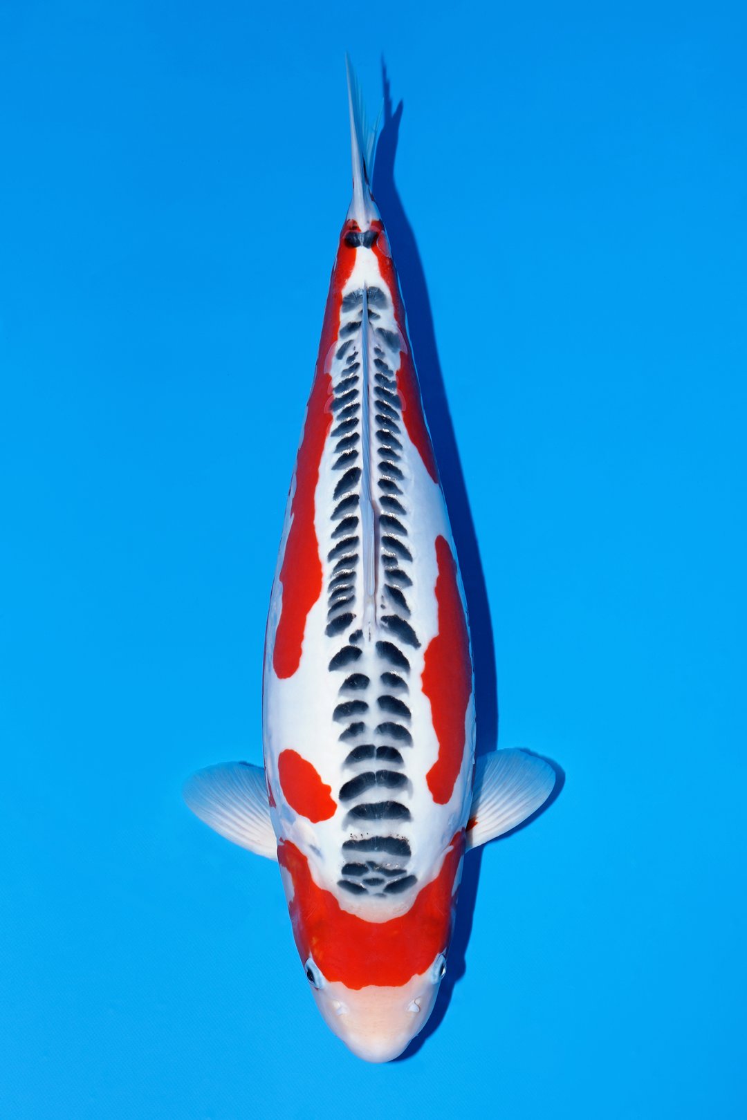 55th ALL JAPAN KOI SHOW 2025