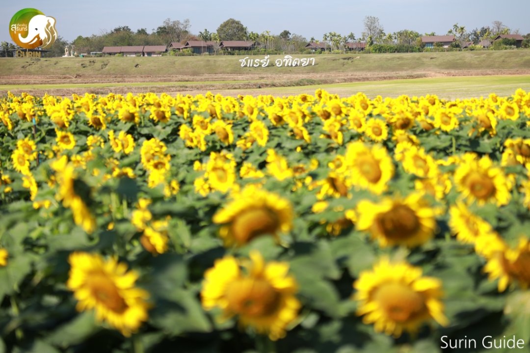 sunflower fields at Sray Atitaya Project