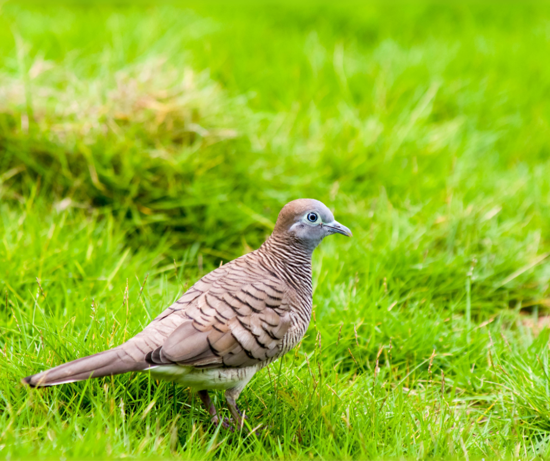 How to care for a Zebra Dove