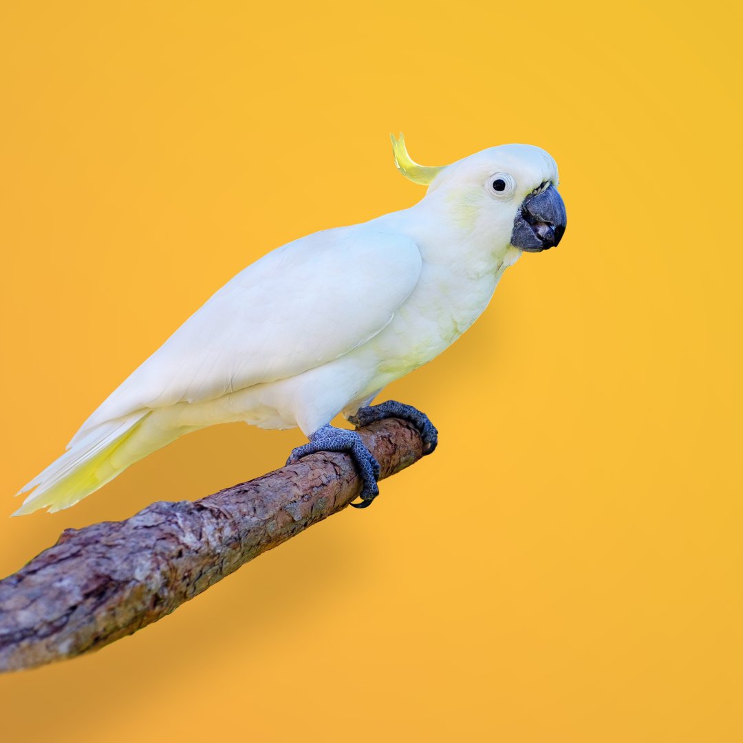 How to care for a cockatoo