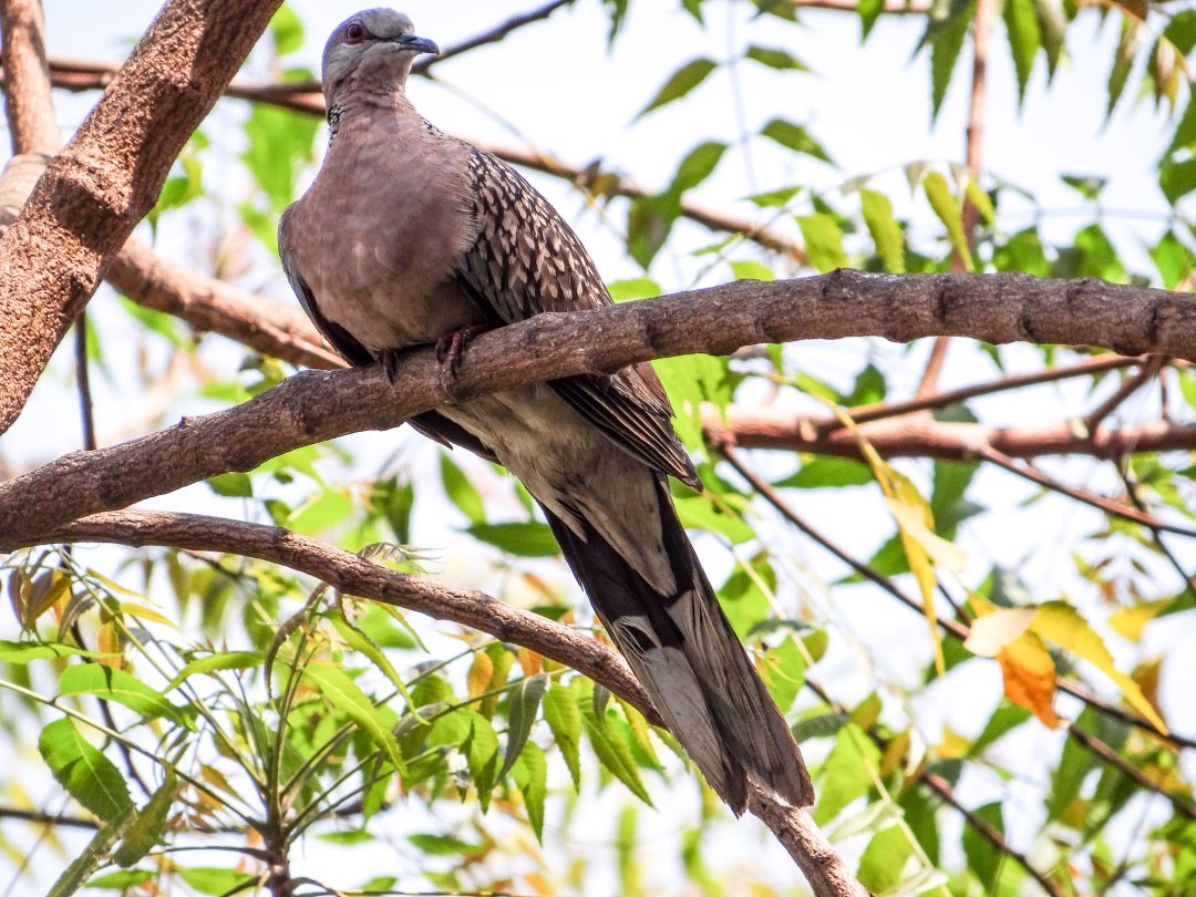 How to care for a Spotted Dove