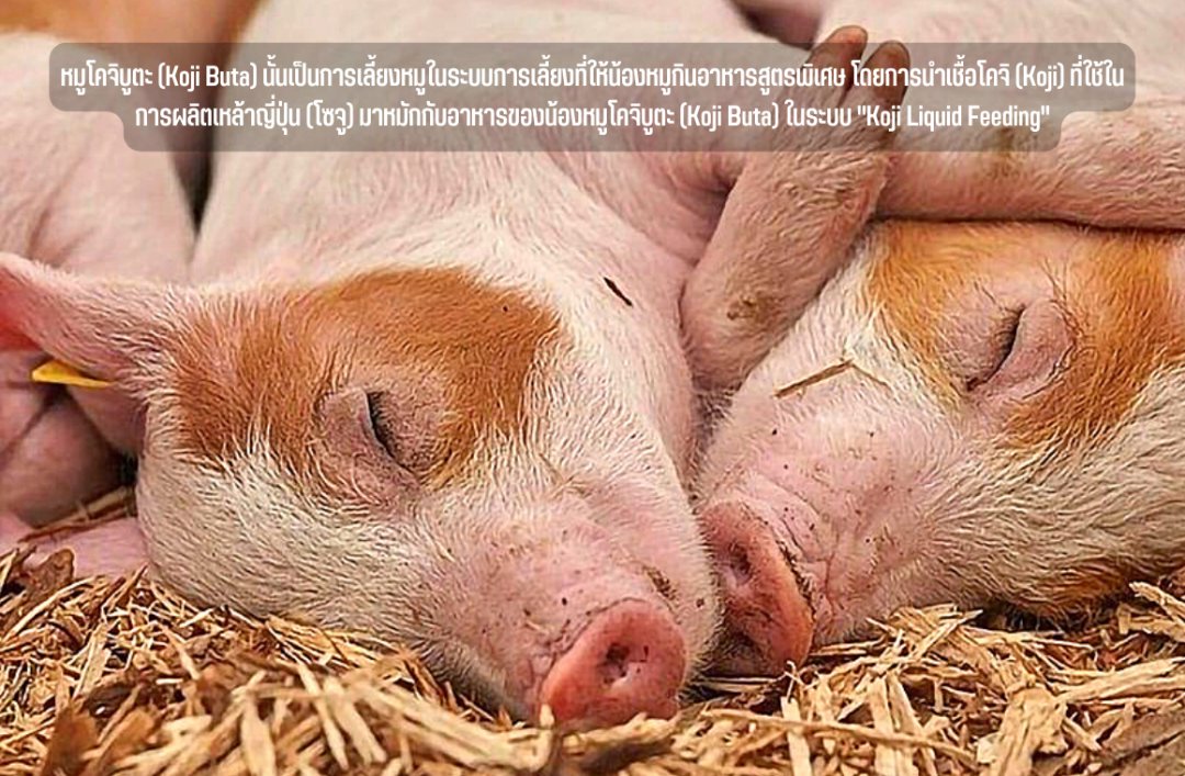 หมูโคจิบูตะญี่ปุ่น (Kojibuta) คืออะไร?
