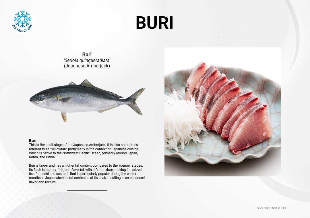 5 Amberjack You Should Know: "Hamachi, Buri, Hiramasa, Kona Kampachi ...