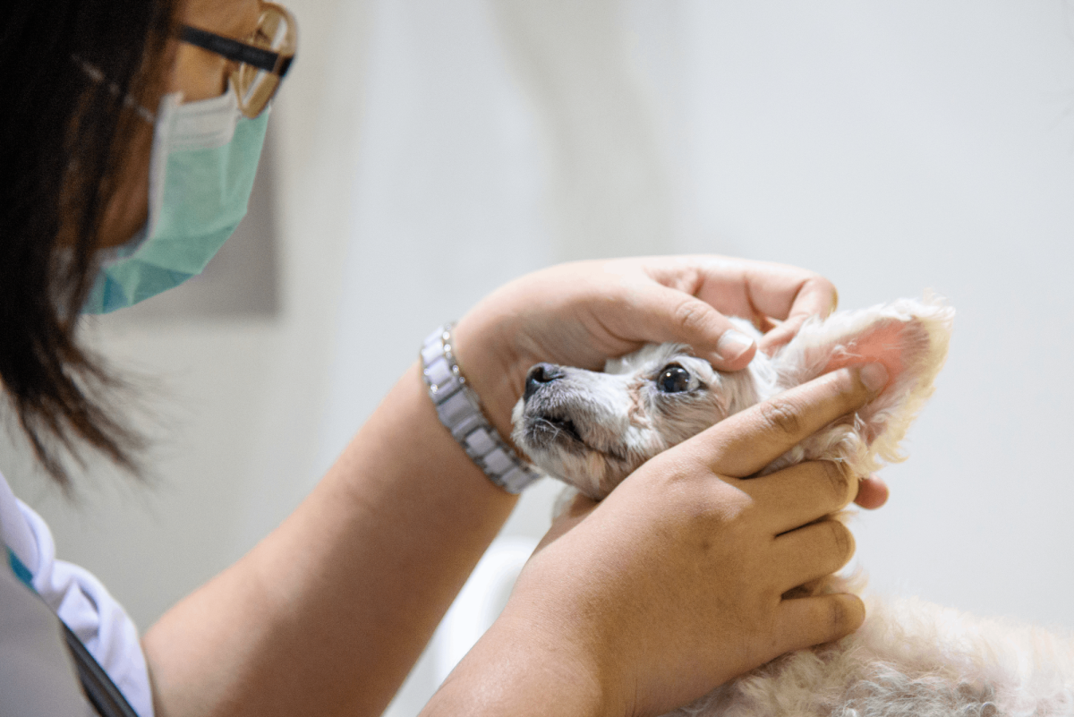 “โรคตาแห้ง” โรคยอดฮิตของน้องหมาตาโปน - setthakitanimalhospital