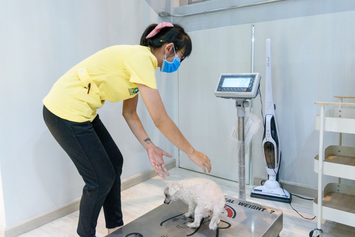โรคอ้วนในสัตว์เลี้ยง - setthakitanimalhospital