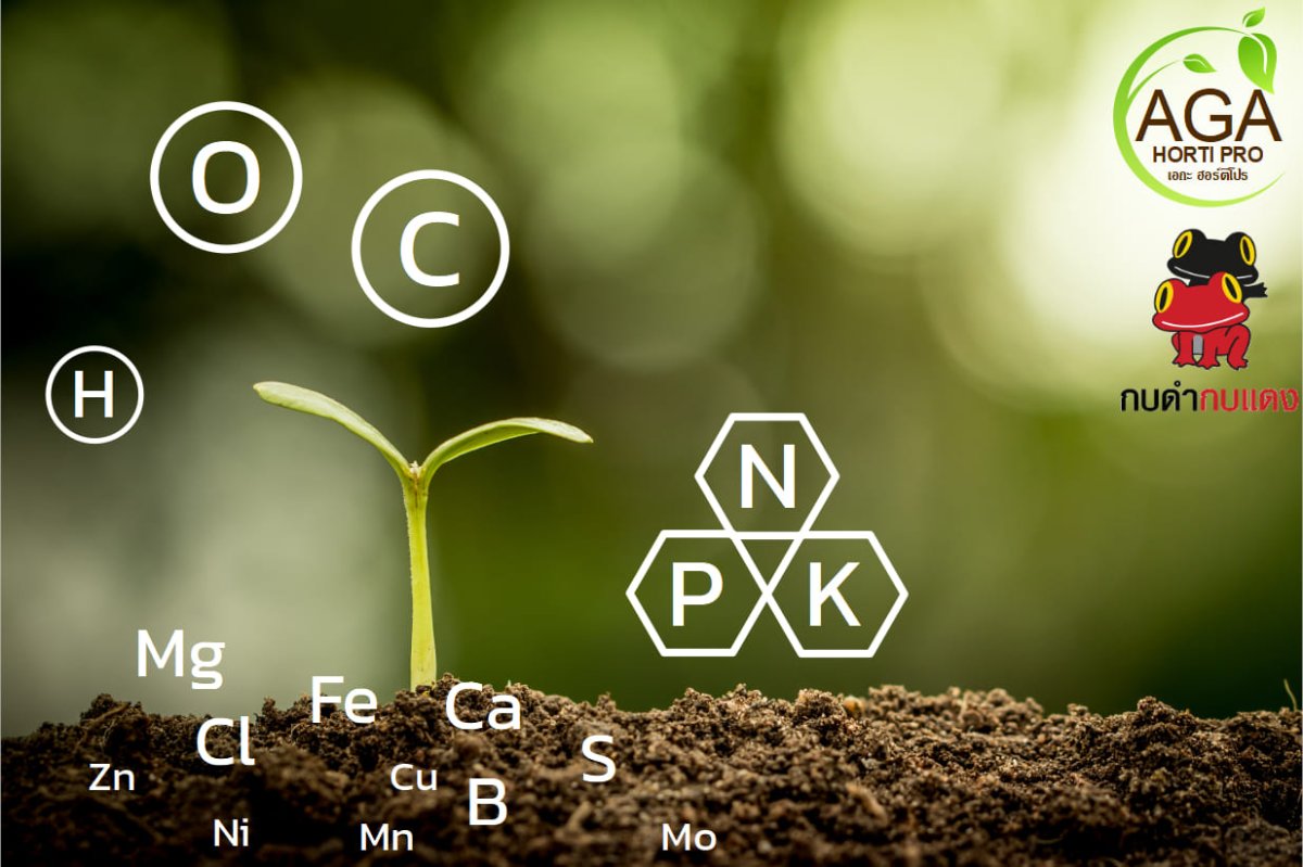 ธาตุอาหารของพืช Plant nutrition. - aga-hortipro