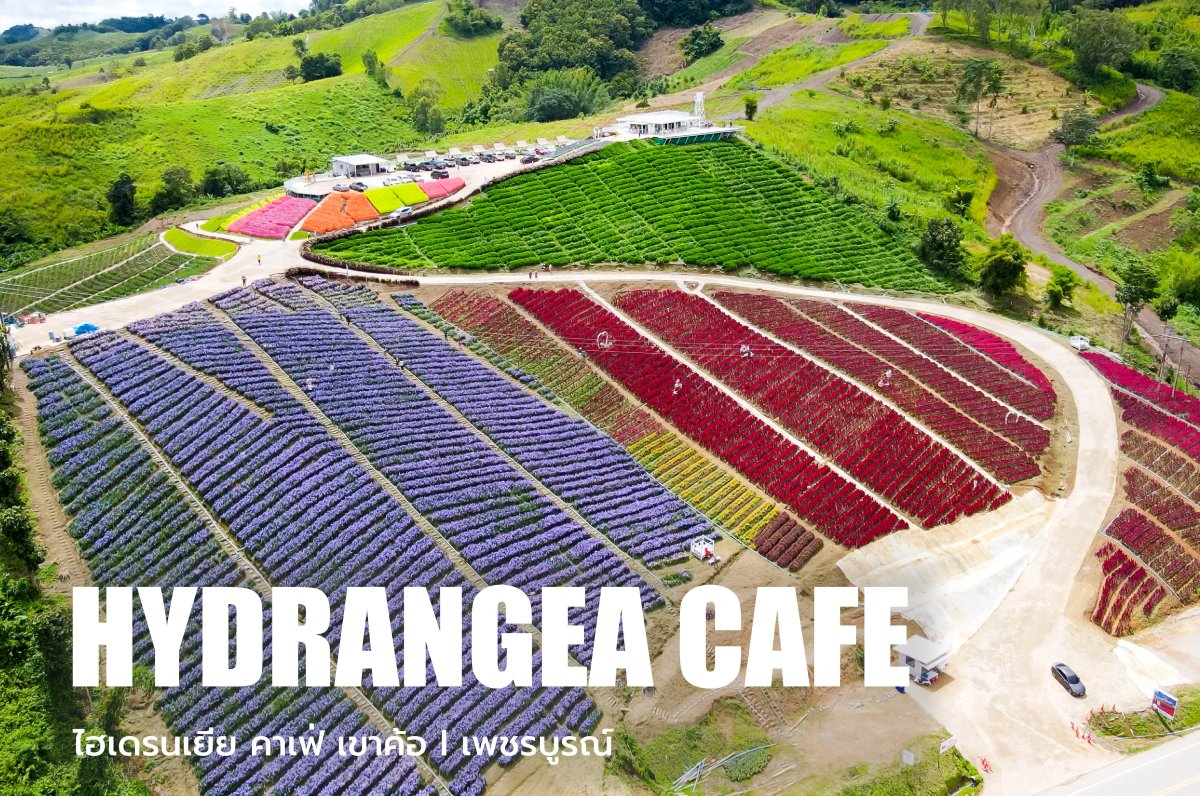 Hydrangea Cafe Khao Kho - จิบกาแฟ ดื่มด่ำบรรยากาศทุ่งดอกไม้ แบบ 360 องศา - aga-agro