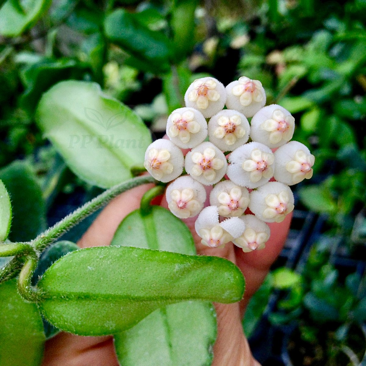 Hoya rotundiflora - ppplant