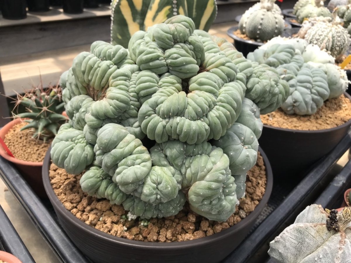 Scientists classify the species of Lophophora species into 5 main lines ...