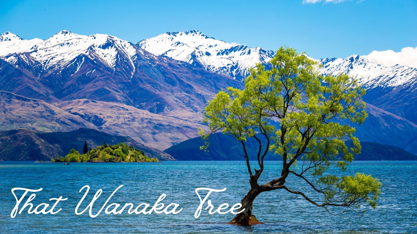Wanaka: ถ่ายรูปกับต้นไม้กลางน้ำ “That Wanaka Tree”