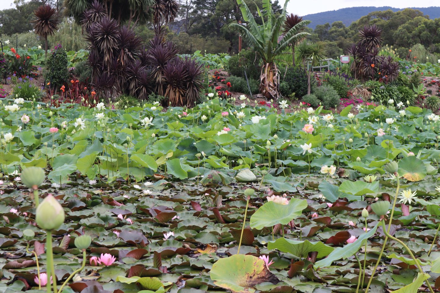 How to grow lotus seeds (How to Plant and Grow Lotus, How to Germinate ...