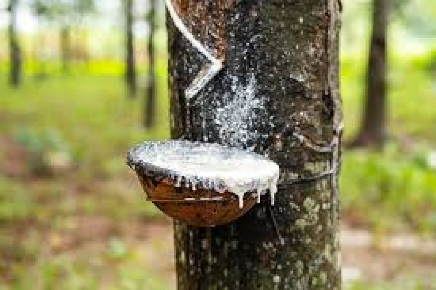 Thai Rubber: Premium Quality, Exported Worldwide – SO OK TRADING ...