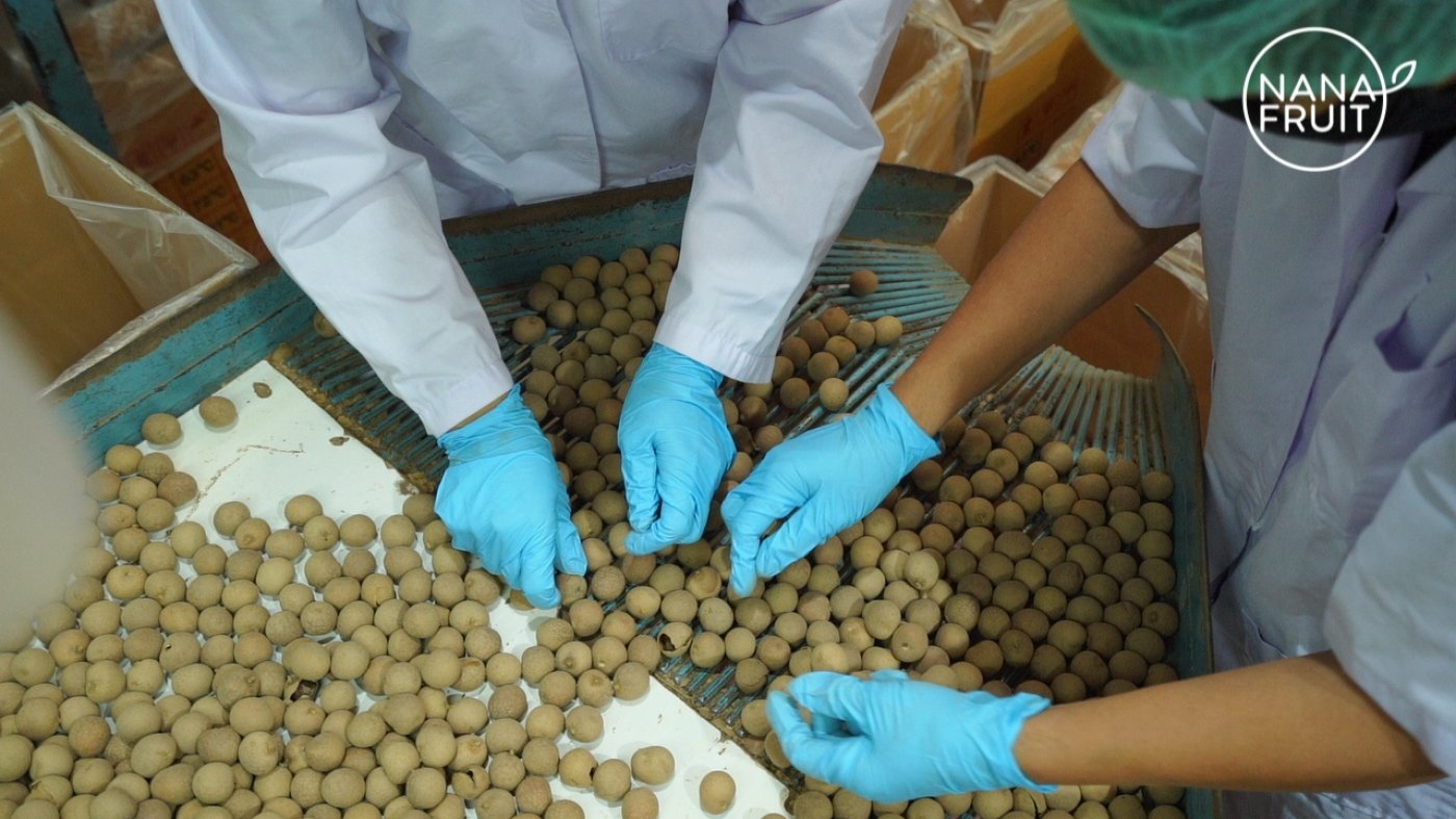 Dried Longan With Shell - Nanafruits Co.,Ltd. - Manufacturer of ...