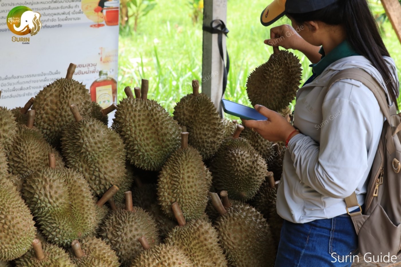 Bua Chet Agrotourism Fruit Community - Surin Guide เที่ยวสุรินทร์ ...