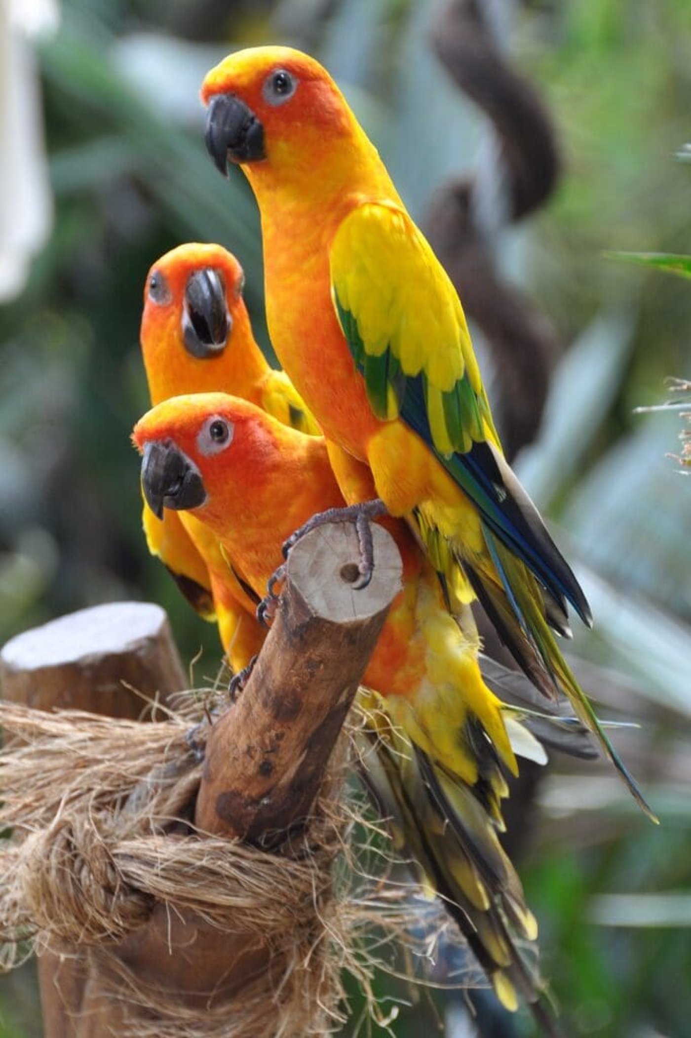 How to care for a sun conure