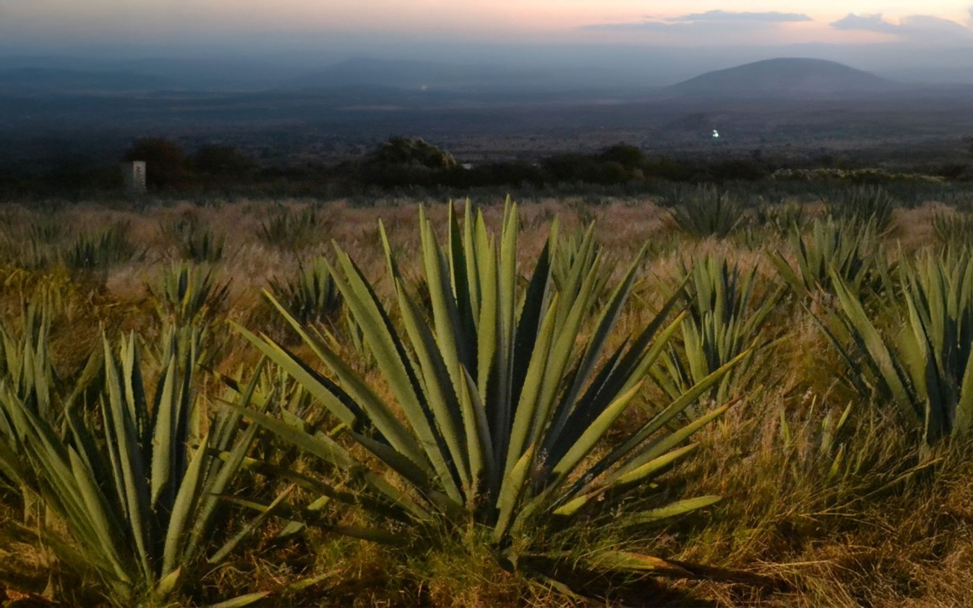 Agave: History, Origins & Tequila/Mezcal Uses | Rimping